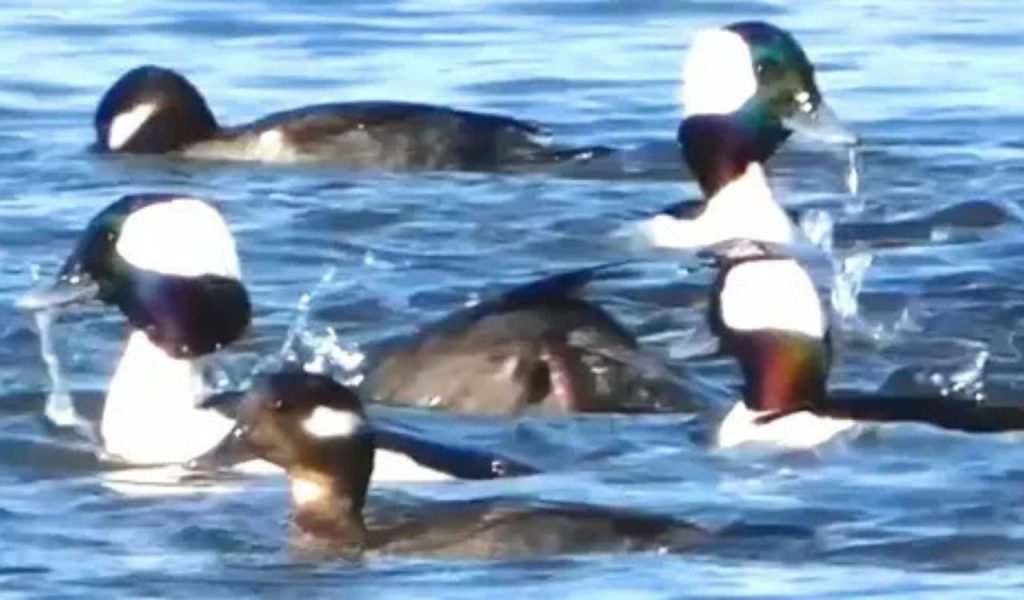 27 Species Of Diving Ducks In Michigan – English Fronter